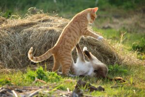 Cats Fighting: Causes, Warning Signs & How to Stop Cat Aggression