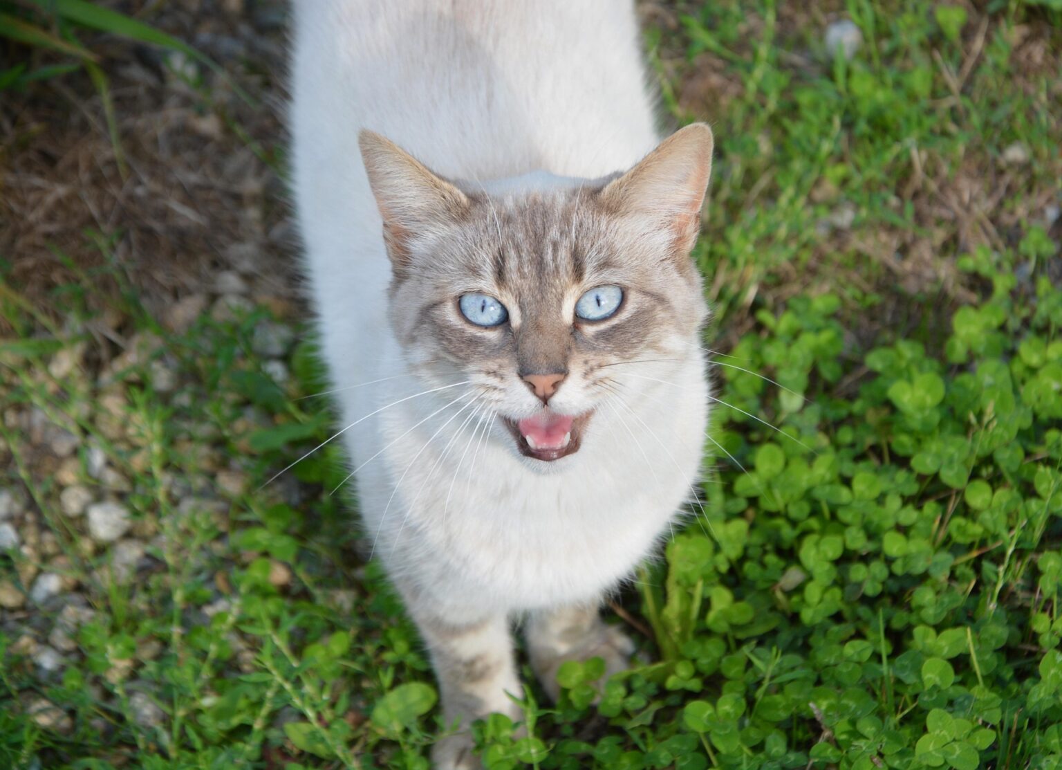Cat Constantly Meowing: Causes, Warning Signs & How to Stop It