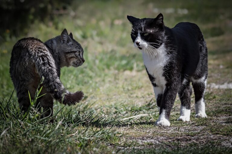 Cats Fighting: Causes, Warning Signs & How to Stop Cat Aggression